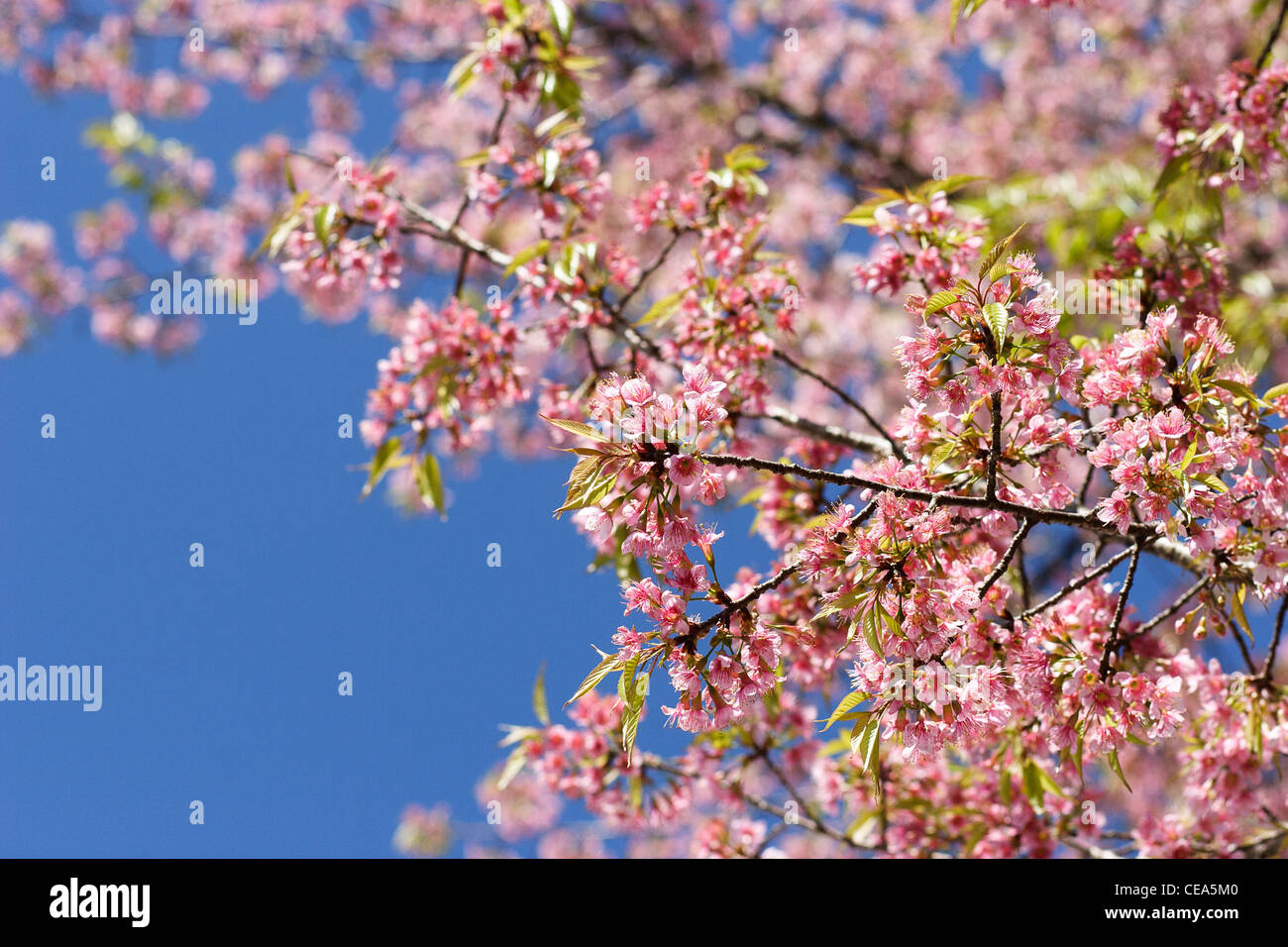 Flowering cherry tree in Nepal Stock Photo - Alamy