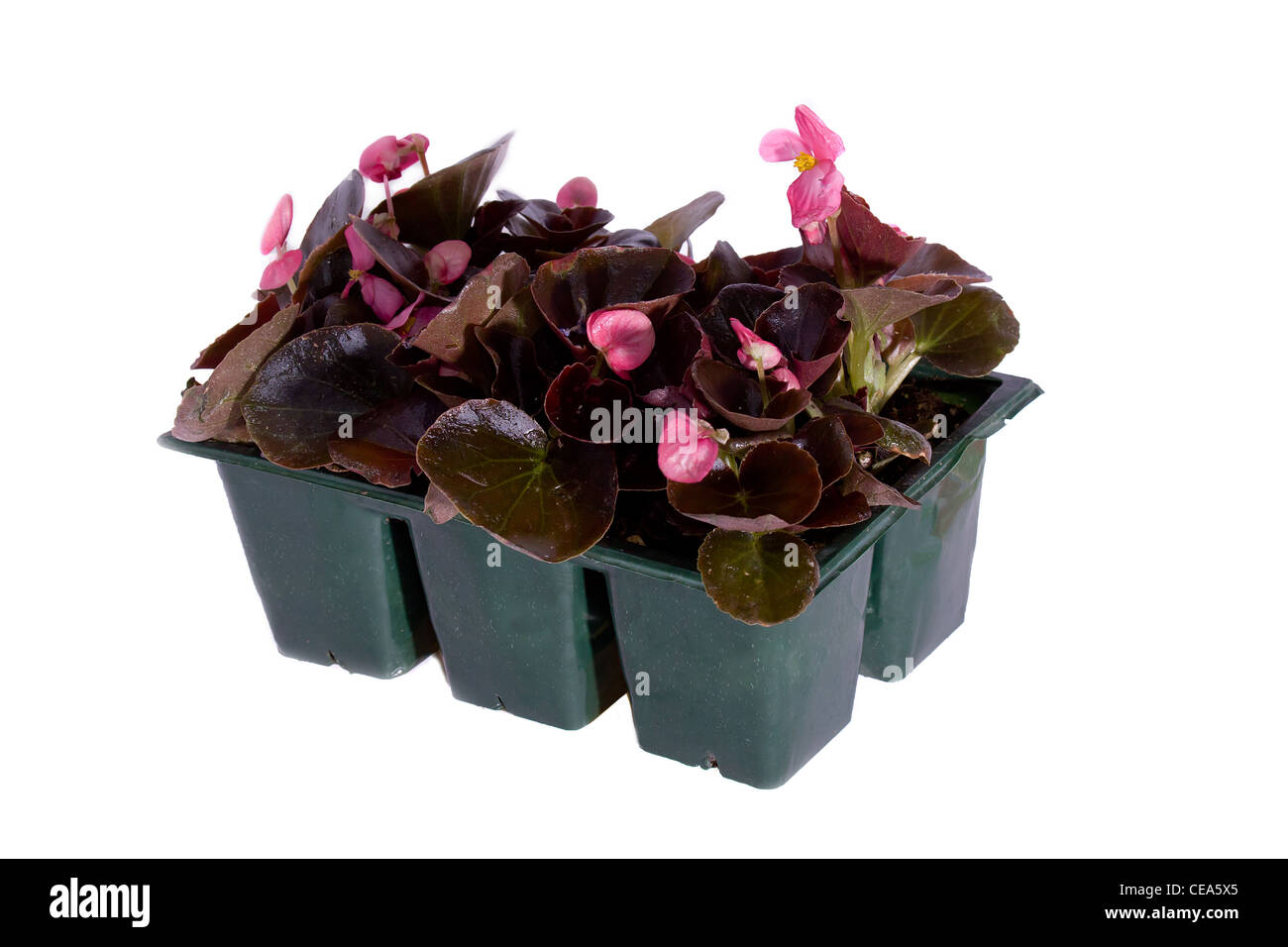 A 6 pack or jumbo pack of begonias in a wholesale nursery container ...