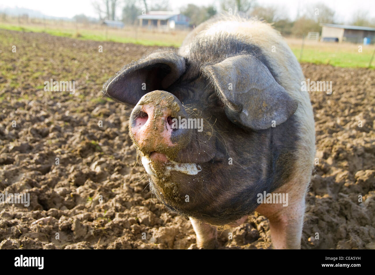 A close-up shot of a rare breed Saddleback pig in its muddy paddock ...