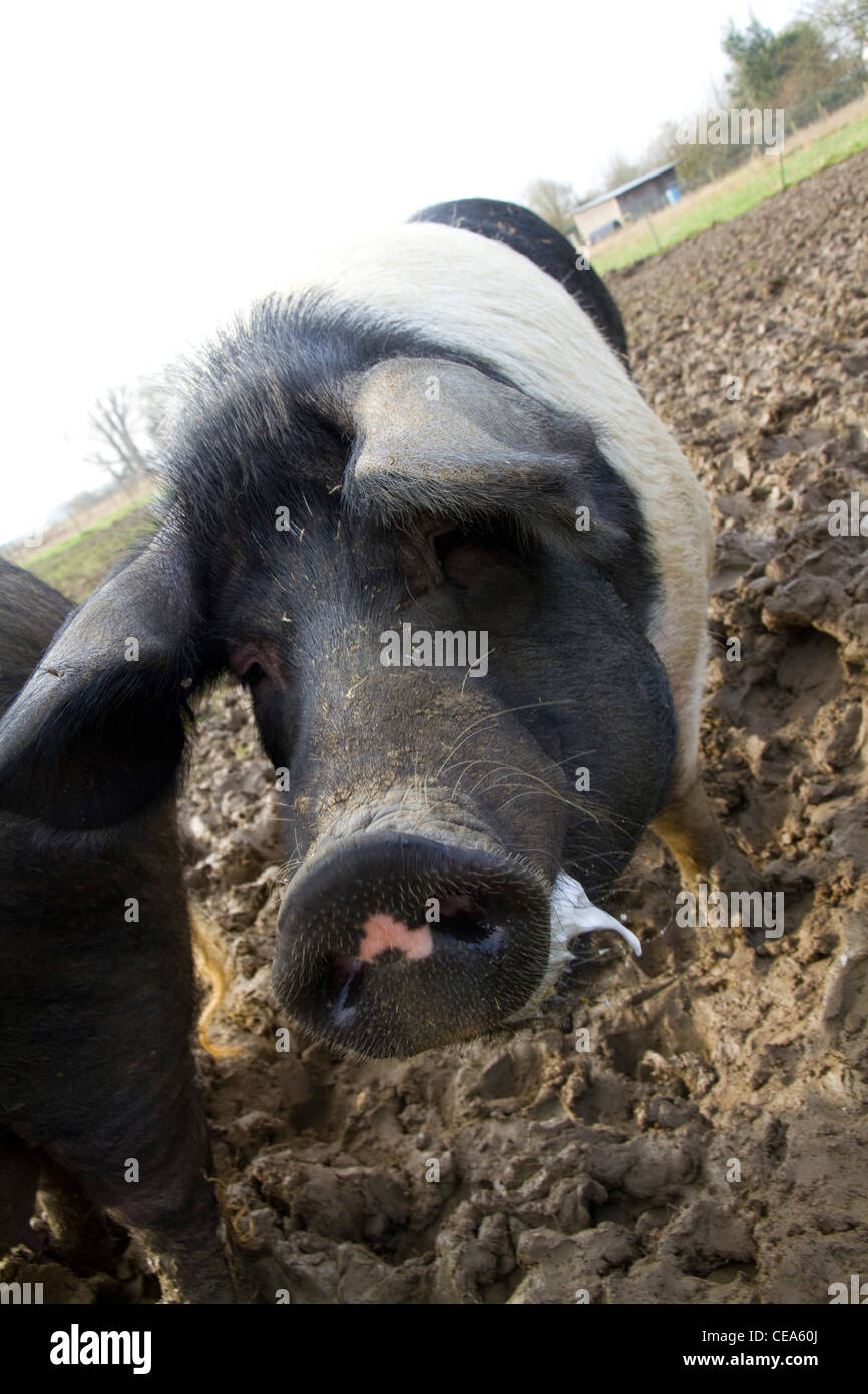 A close-up shot of a rare breed Saddleback pig in its muddy paddock ...