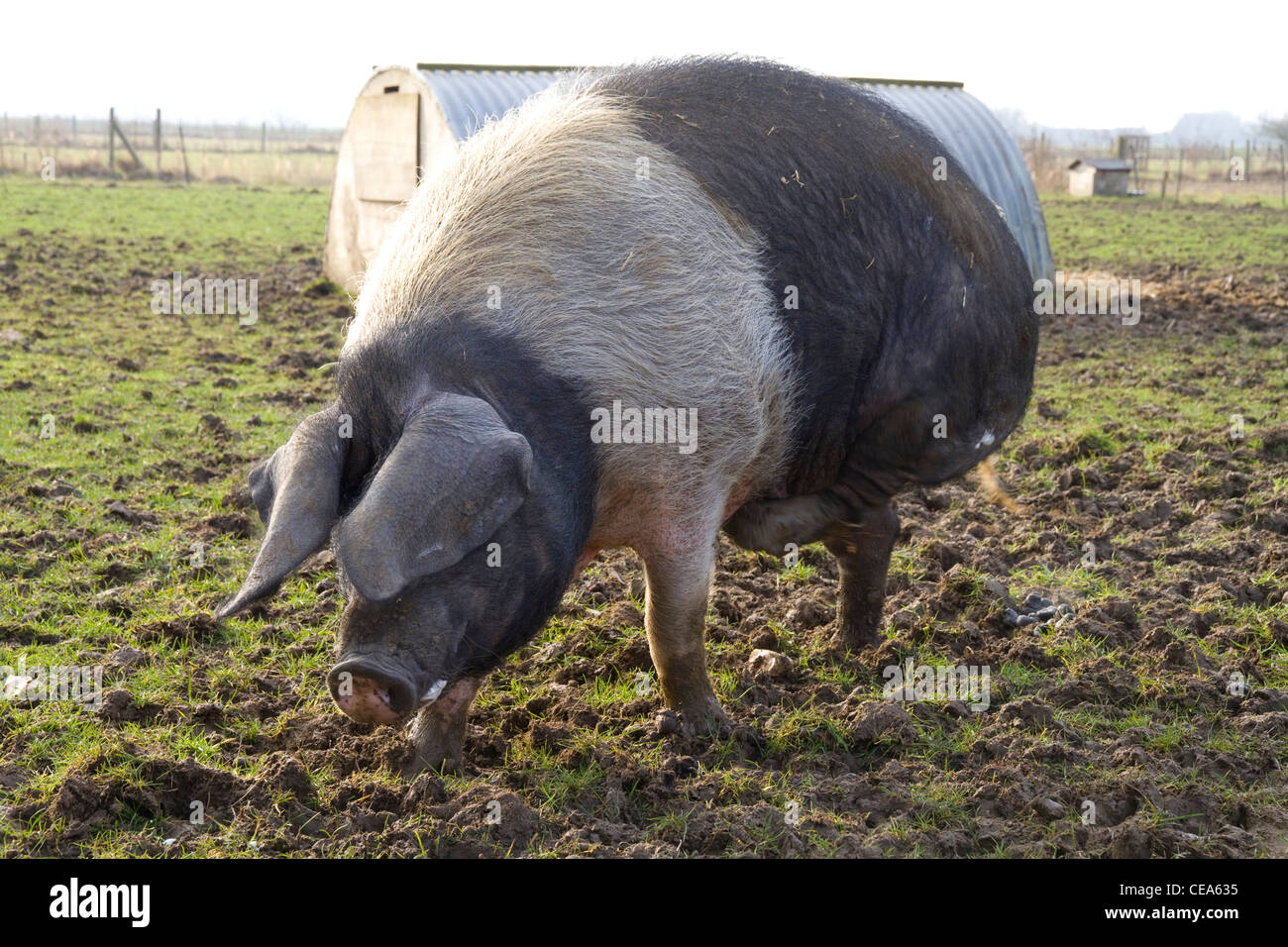 A rare breed Saddleback sow outdoors in her paddock, scratching Stock ...