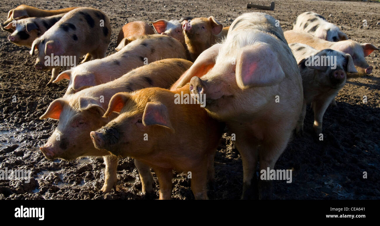 Tamworth pig free range hi-res stock photography and images - Alamy