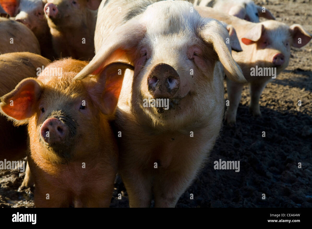 A group of rare breed Gloucestershire Old Spot and Tamworth piglets ...