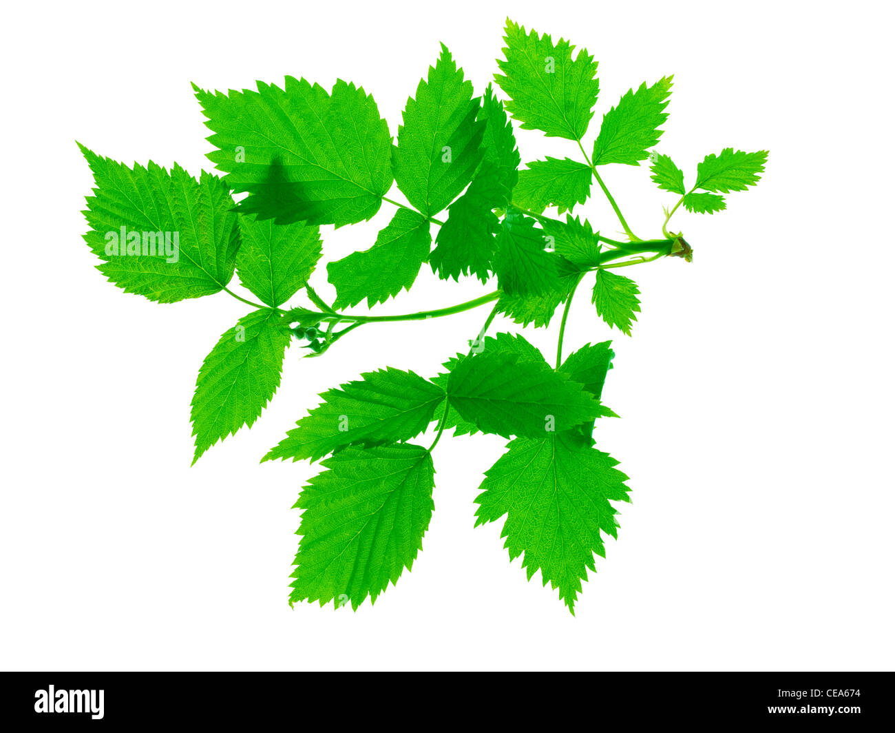 Branch of raspberry hi-res stock photography and images - Alamy