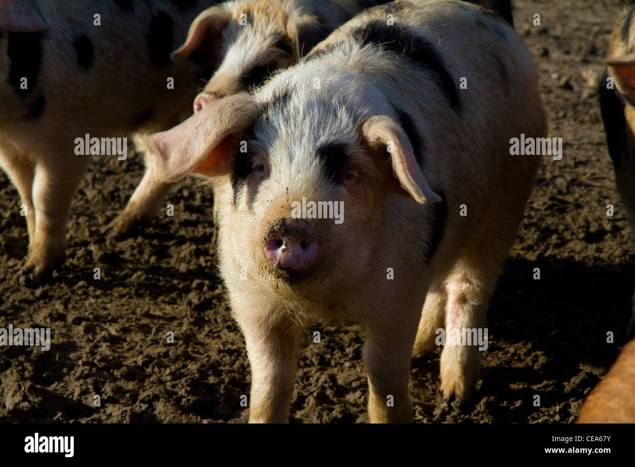 A rare breed Gloucestershire Old Spot piglet Stock Photo - Alamy
