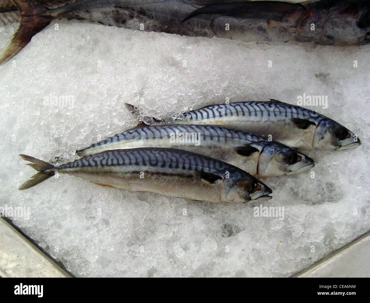 Atlantic mackerels are pelagic fish species found in the North Atlantic ...