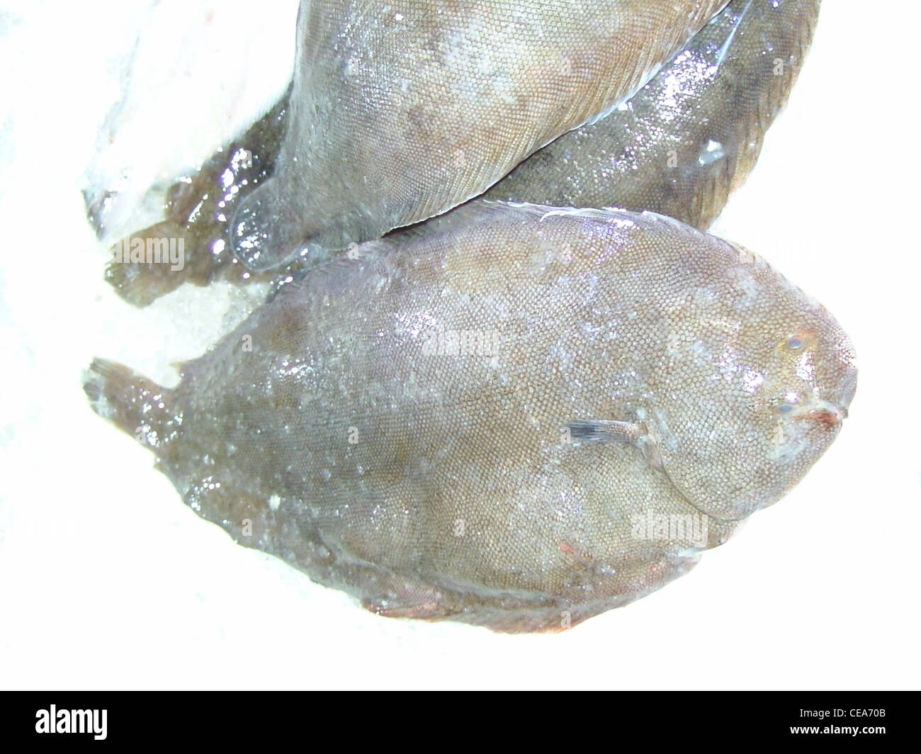 Common Soles High Resolution Stock Photography and Images - Alamy