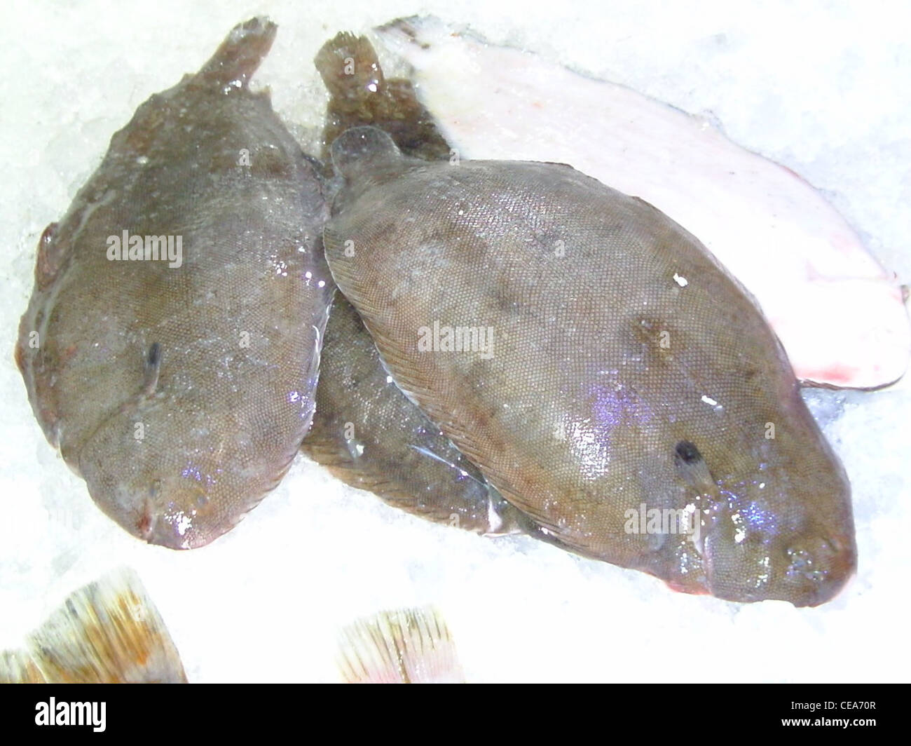 The common sole (Solea solea) is a species of flatfish found in the ...