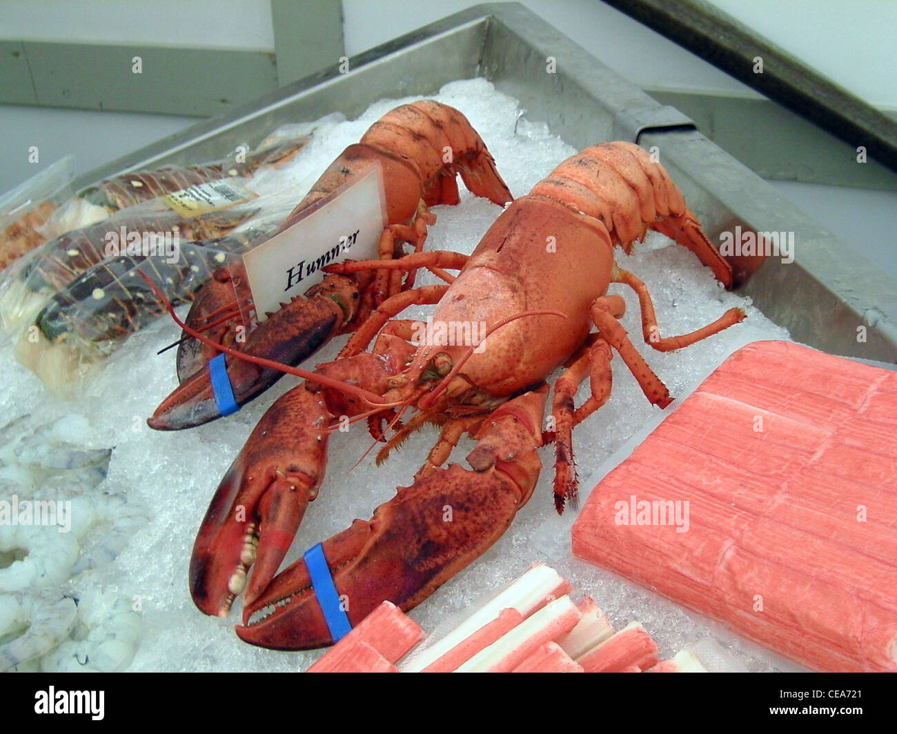 Homarus refers to a genus of marine crustaceans, commonly known as ...