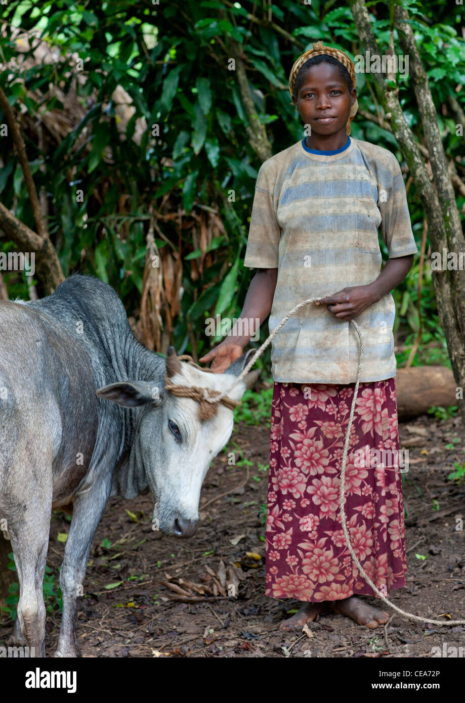 Ari Teenage Girl With A Cow On Leash Omo Valley Ethiopia Stock Photo ...