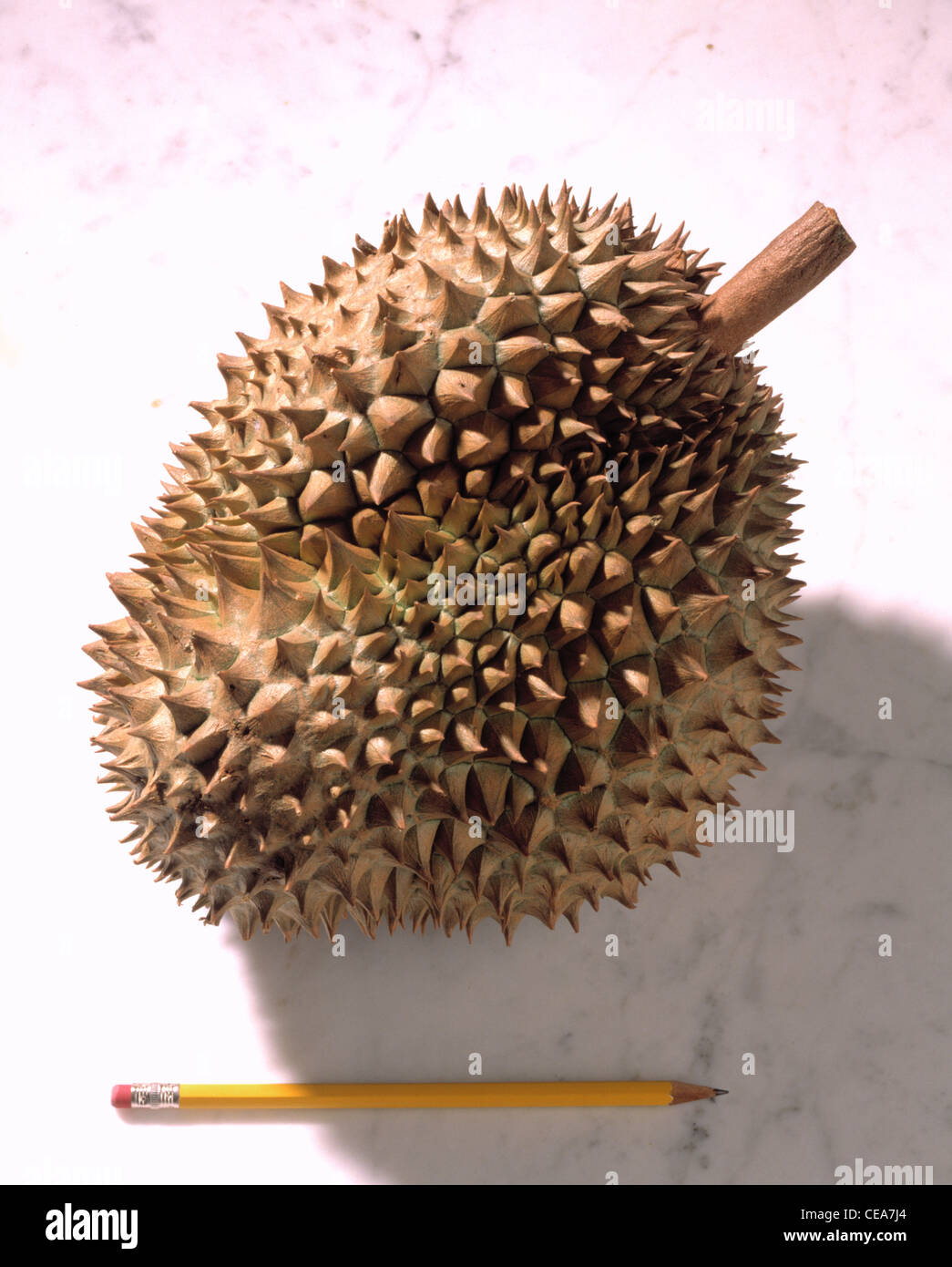 Cut out: Durian Stock Photo - Alamy