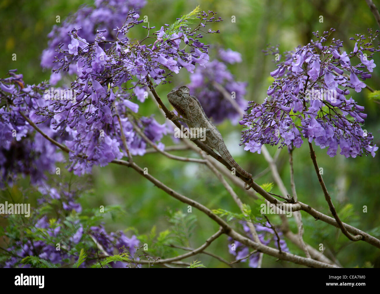 Jacaranda mimosifolia animal hi-res stock photography and images - Alamy