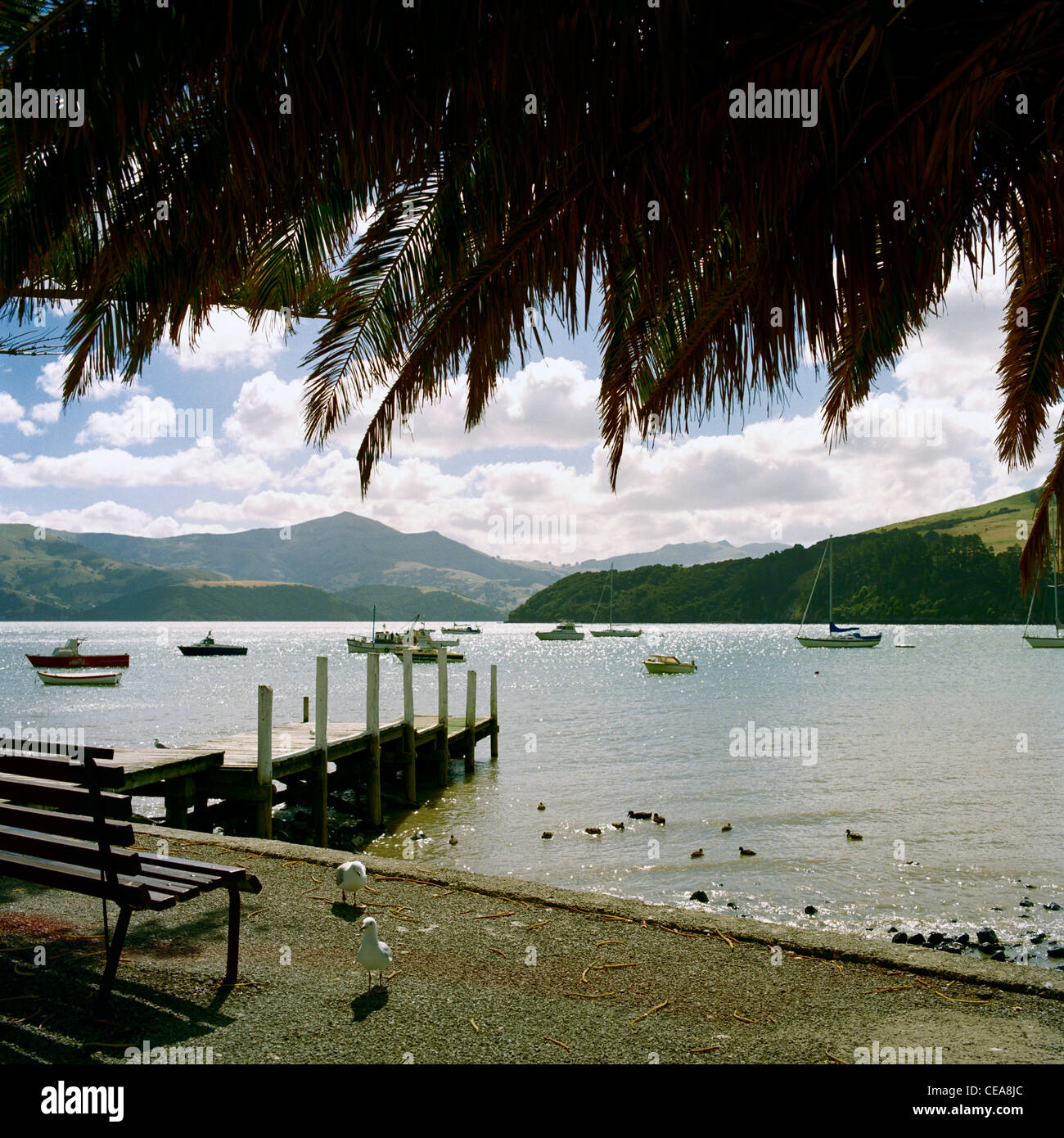 Akaroa Harbour Banks Peninsula South Island New Zealand Stock Photo - Alamy