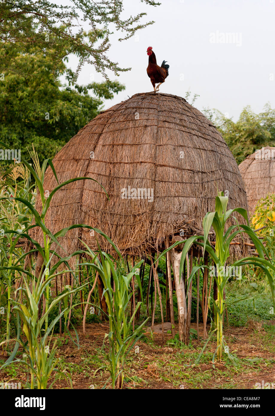 Rooster On Top Of Bodi Tribe Village Thatch Hut Omo Valley Ethiopia ...