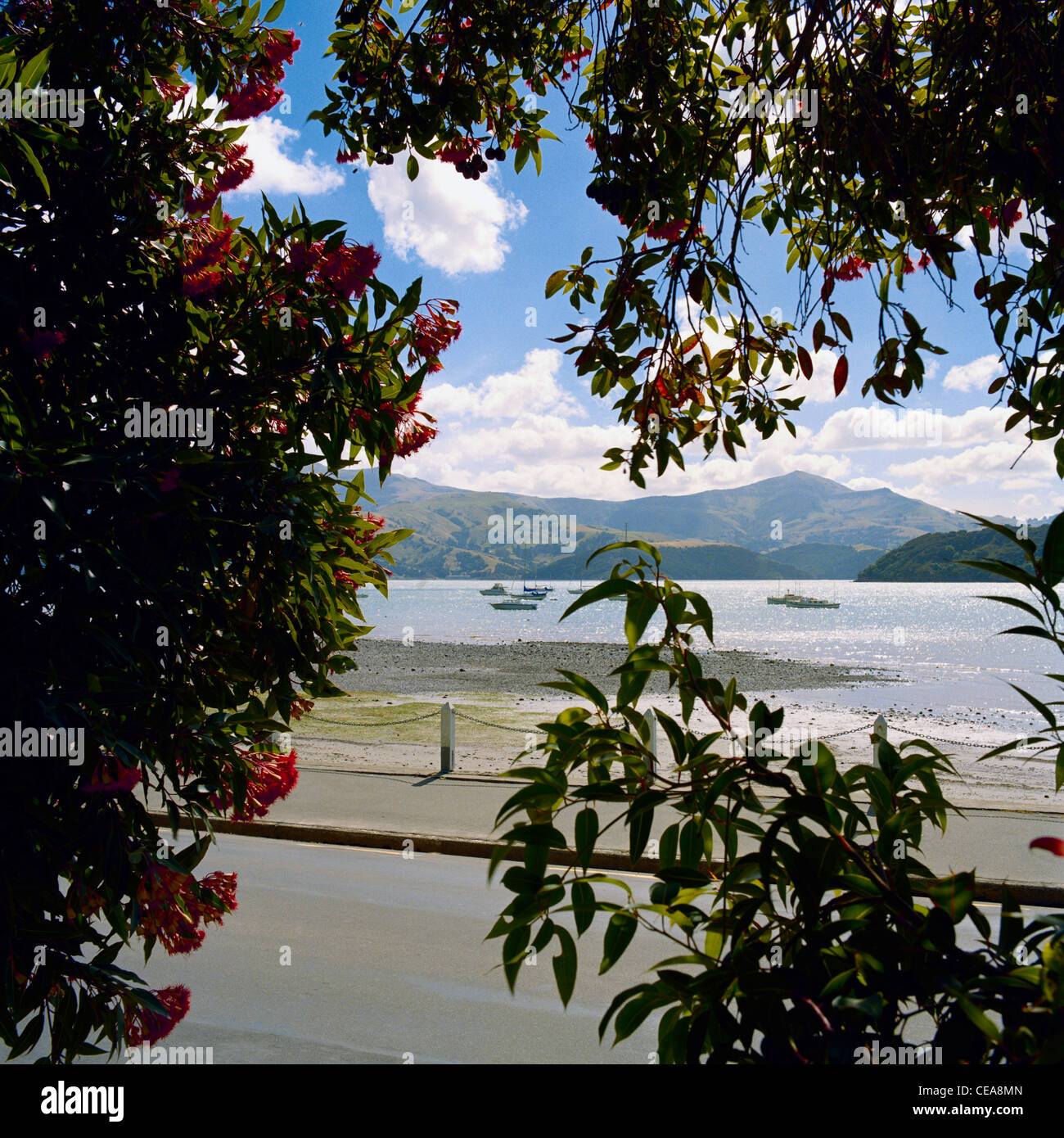 Red flowering gum tree Akaroa Harbour Banks Peninsula South Island New ...