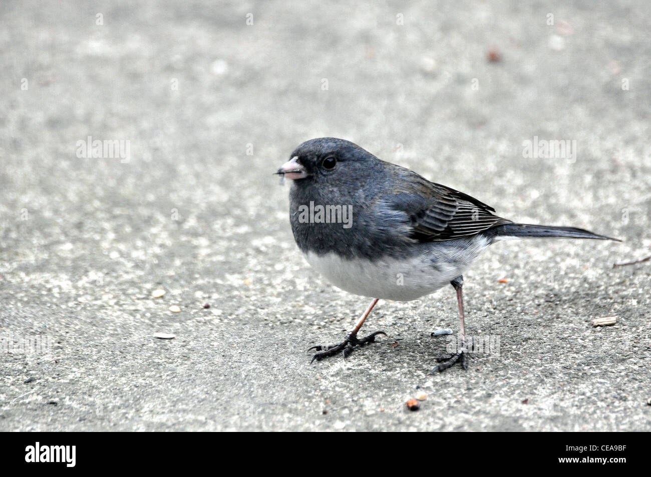 Male dark eyed junco hi-res stock photography and images - Alamy