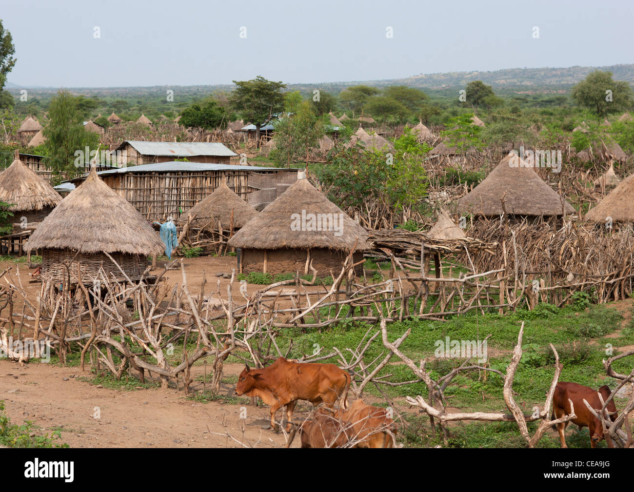 Tigray village huts thatch natural habitat vegetal habitat cattle cows ...