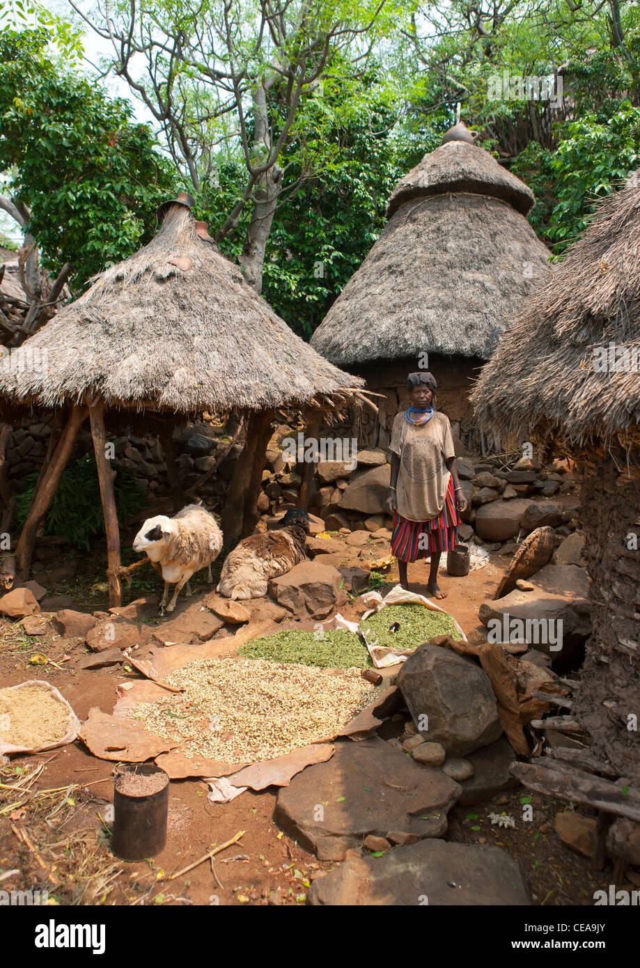 Ethiopian sheep hi-res stock photography and images - Alamy