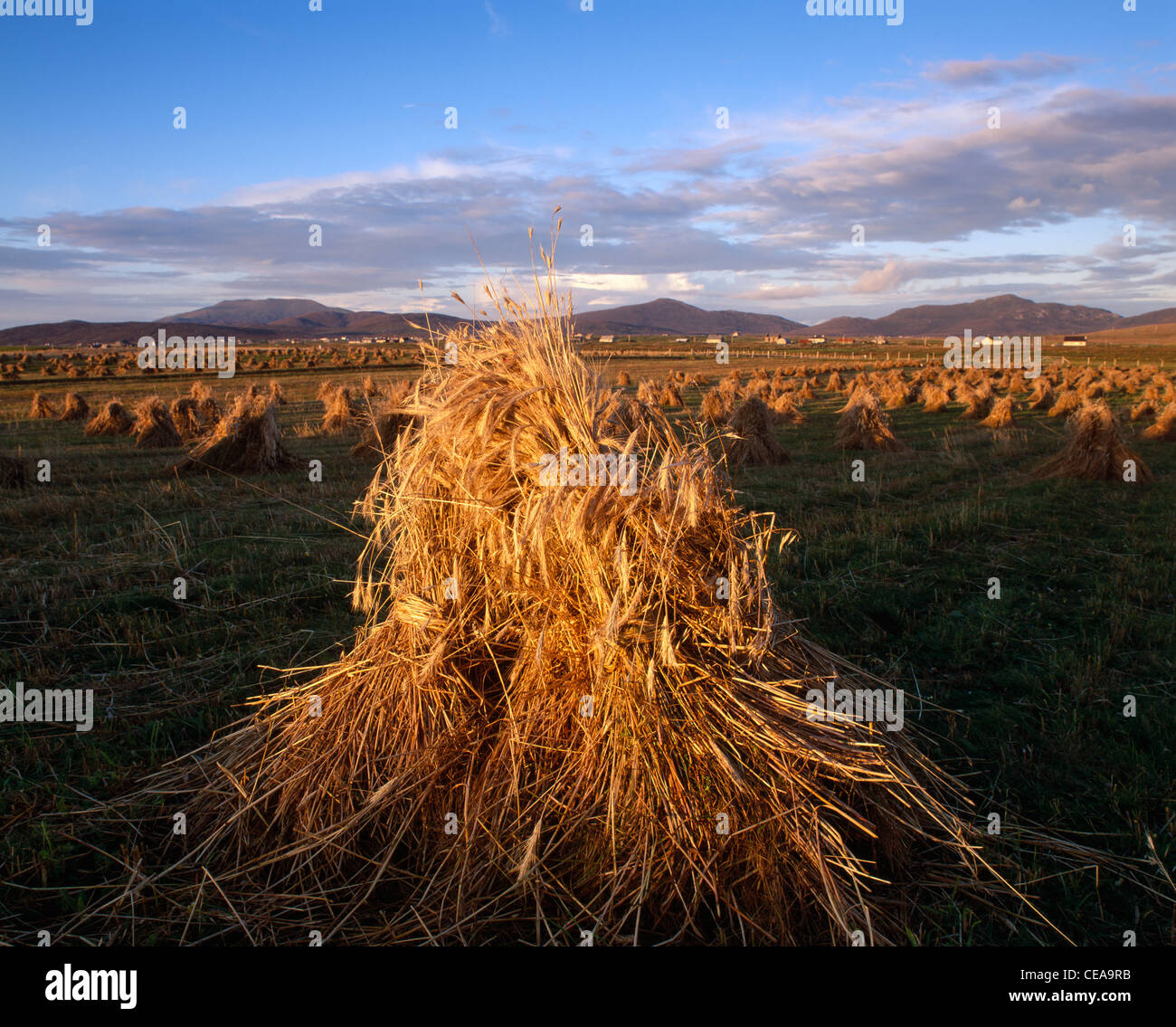 Barley british isles hi-res stock photography and images - Alamy