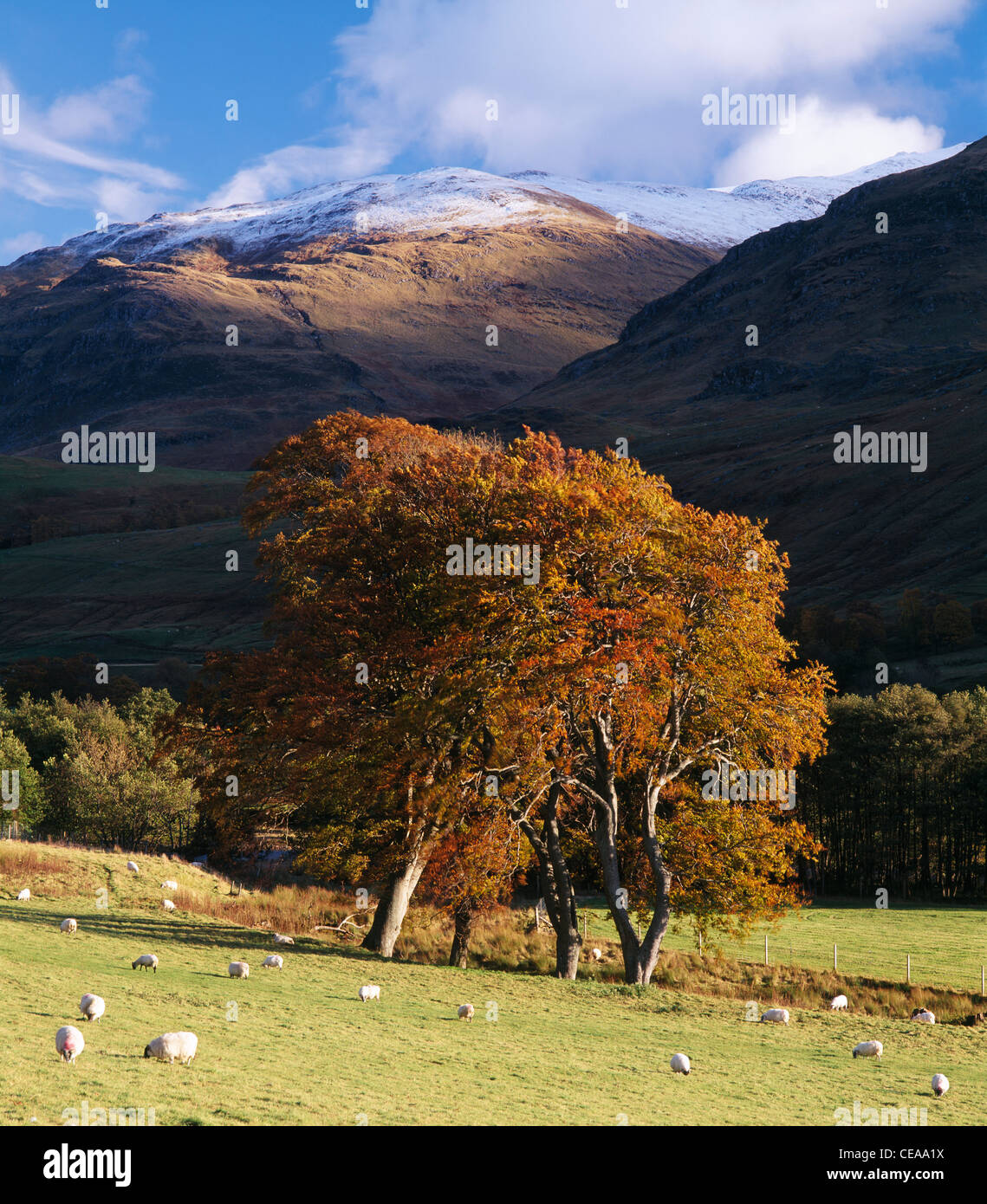 Farm scene in Glen Lyon, Perth and Kinross, Scotland, UK Stock Photo ...