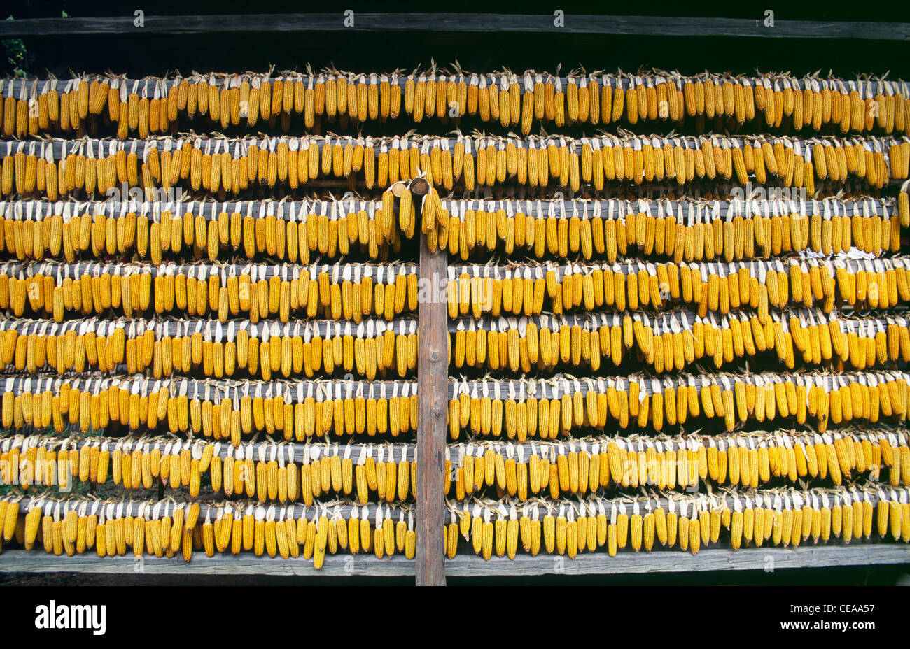 Corn on the cob drying in a barn, Starjerska, Slovenia Stock Photo - Alamy
