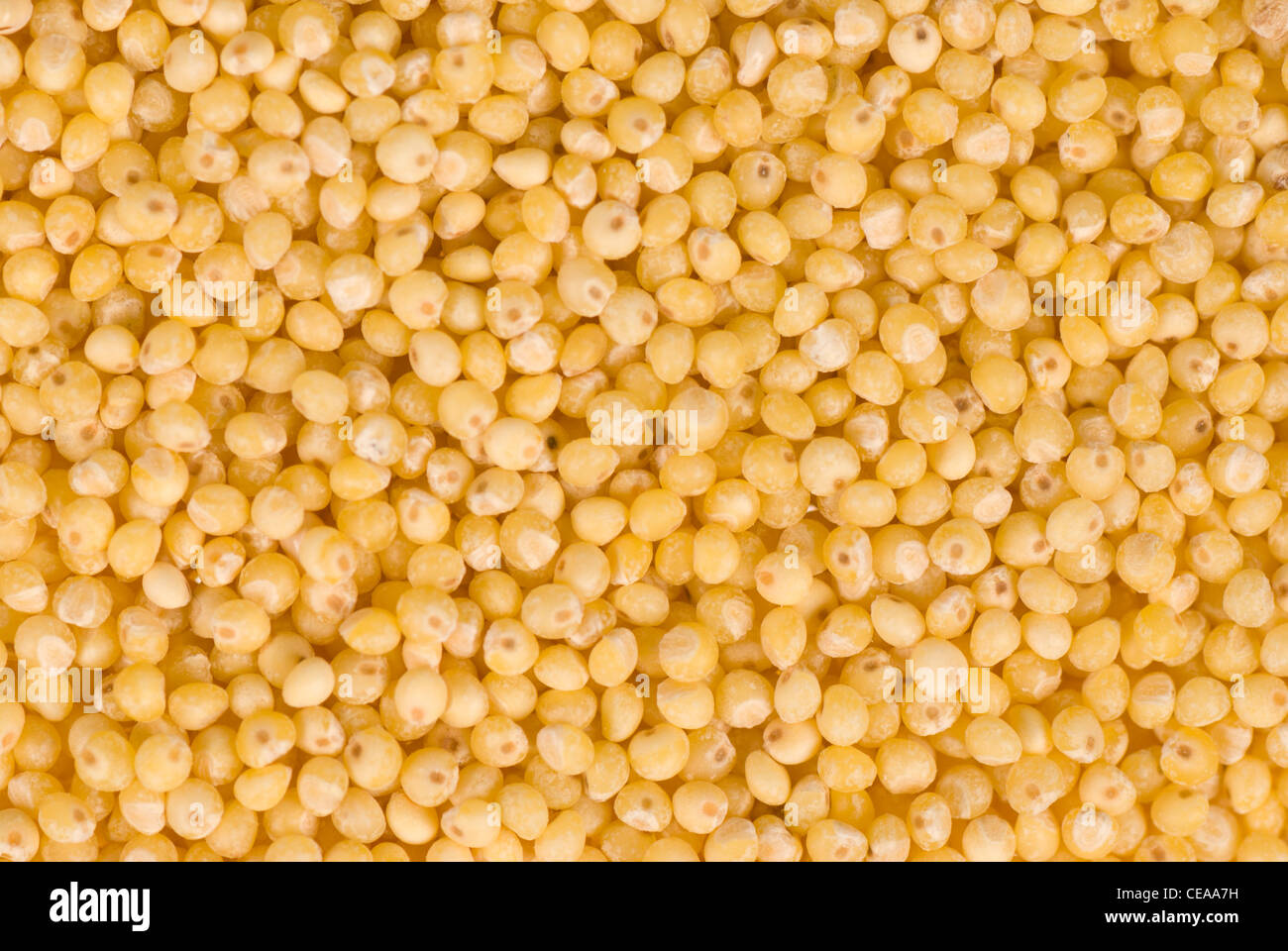 Full frame take of a heap of millet seeds Stock Photo - Alamy