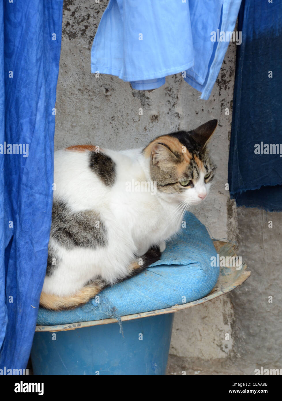 Contented cat in Essaouira, Morocco Stock Photo - Alamy