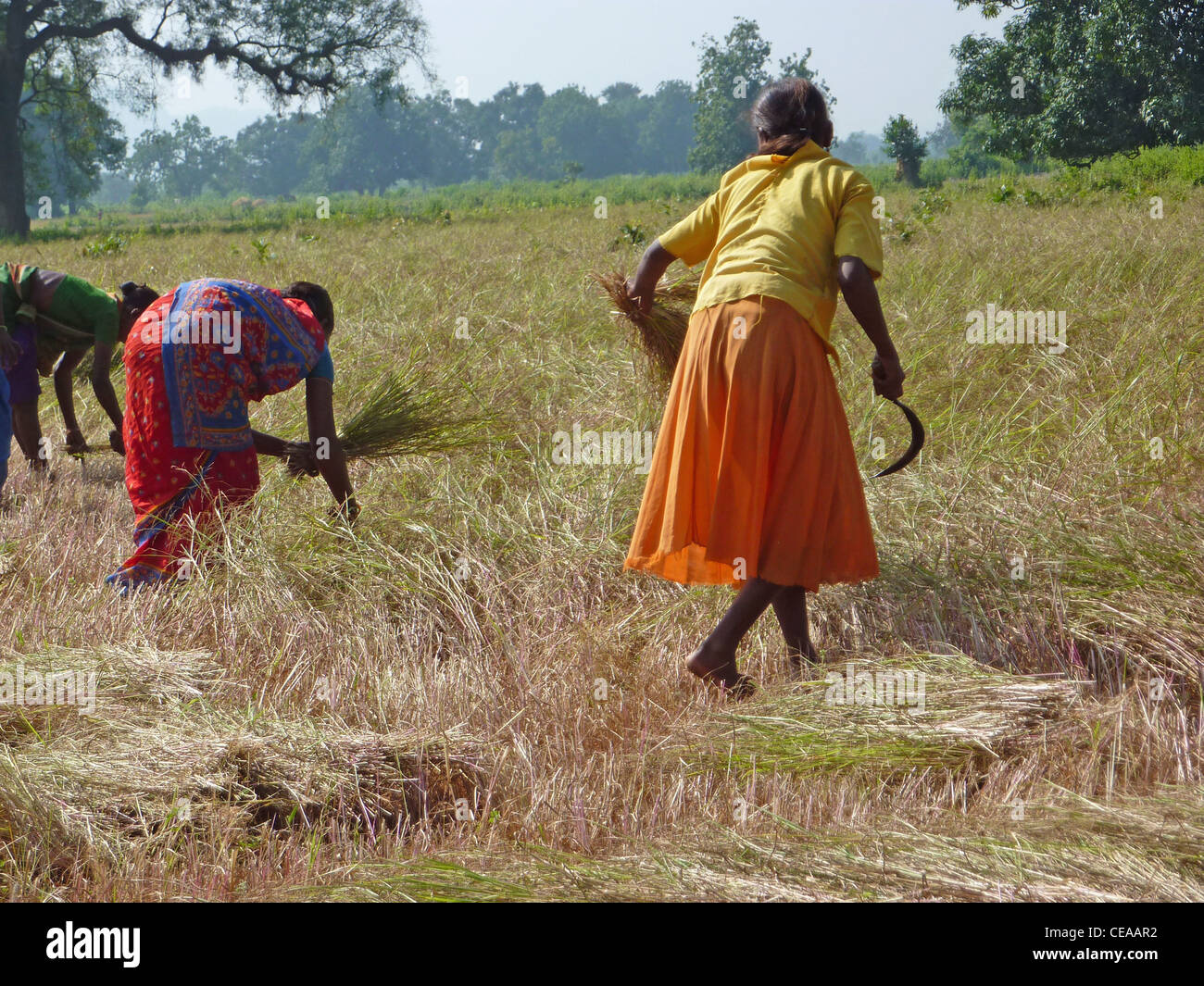 ORISSA INDIA - NOV 10 -Indian woman uses a sickle to harvest sesame ...