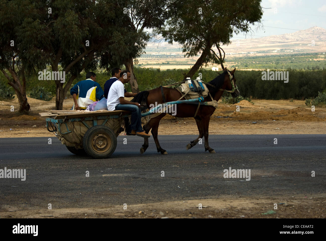 Rural transport , Feriana Tunisia Stock Photo - Alamy