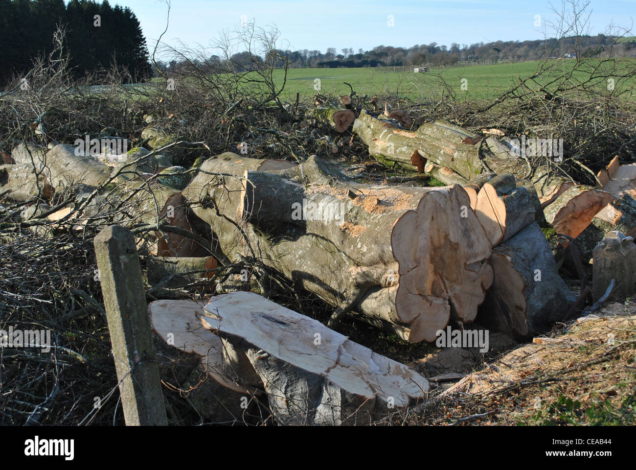 Axed tree hi-res stock photography and images - Alamy