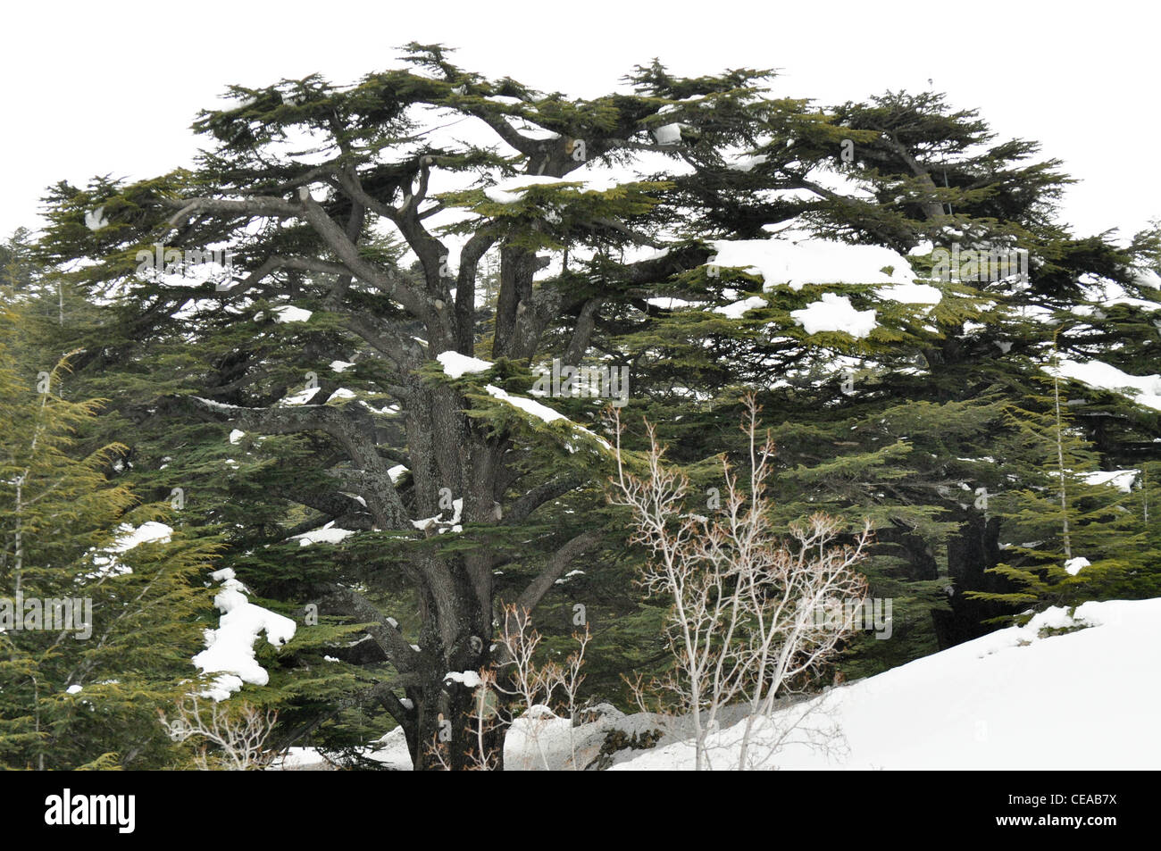 Lebanon Cedar in Qadisha Valley at Cedar (Bsharri Stock Photo - Alamy