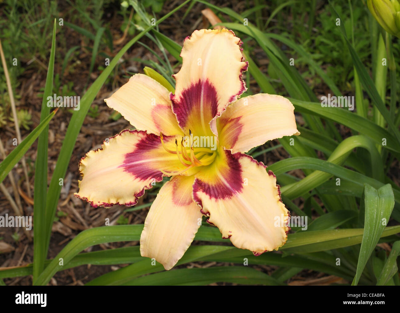 one single colorful daylily Stock Photo - Alamy
