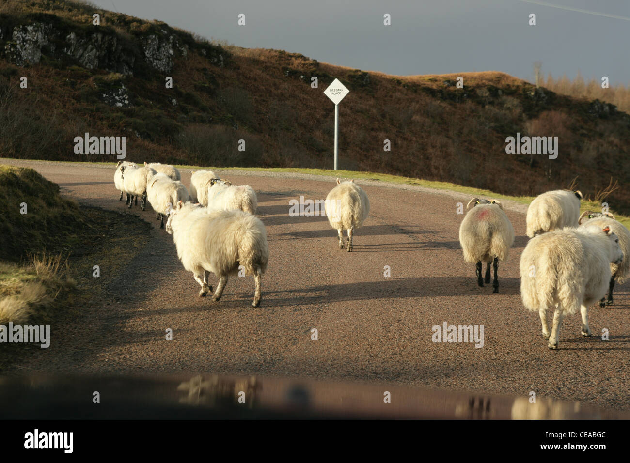 Sheep road car hi-res stock photography and images - Alamy