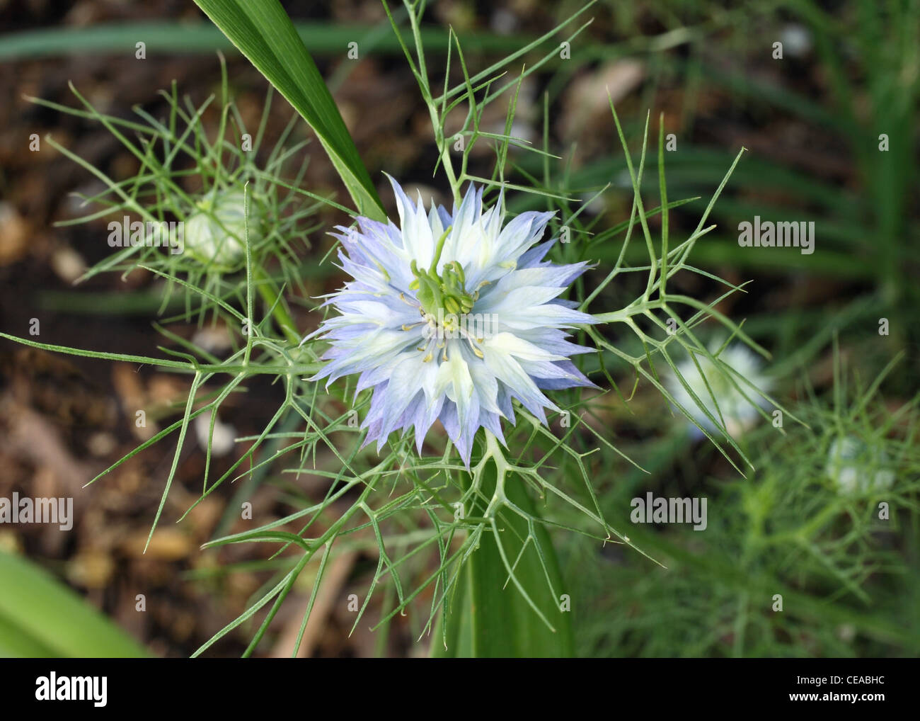 Flower in small patch hi-res stock photography and images - Alamy