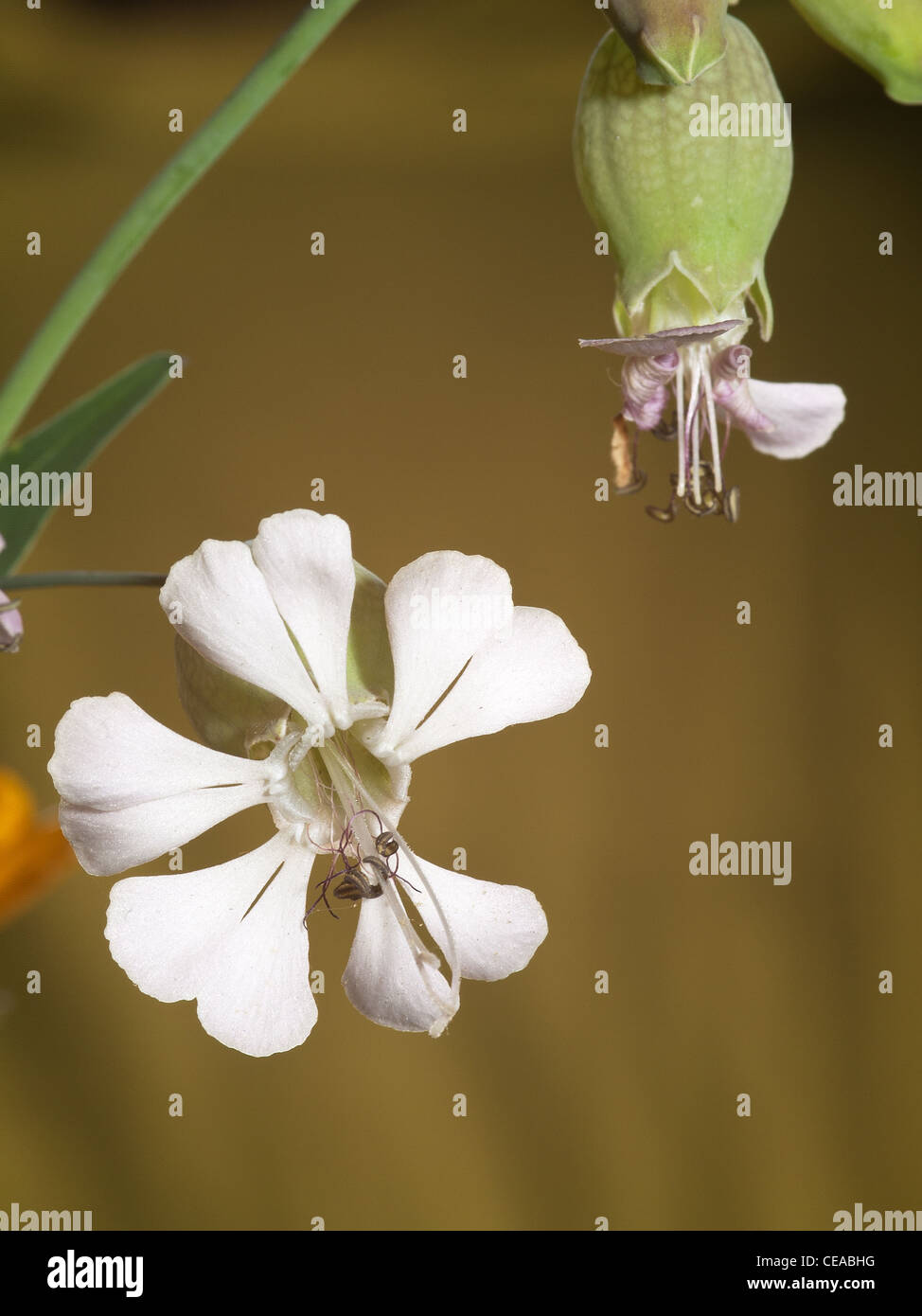 Bladder campion, Silene vulgaris, portrait of flower with out focus ...