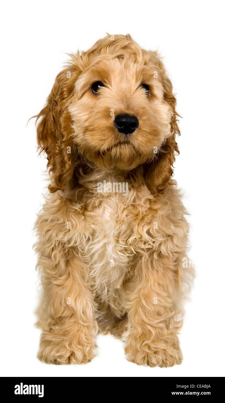 Cocker spaniel with big ears is standing and watching Stock Photo - Alamy