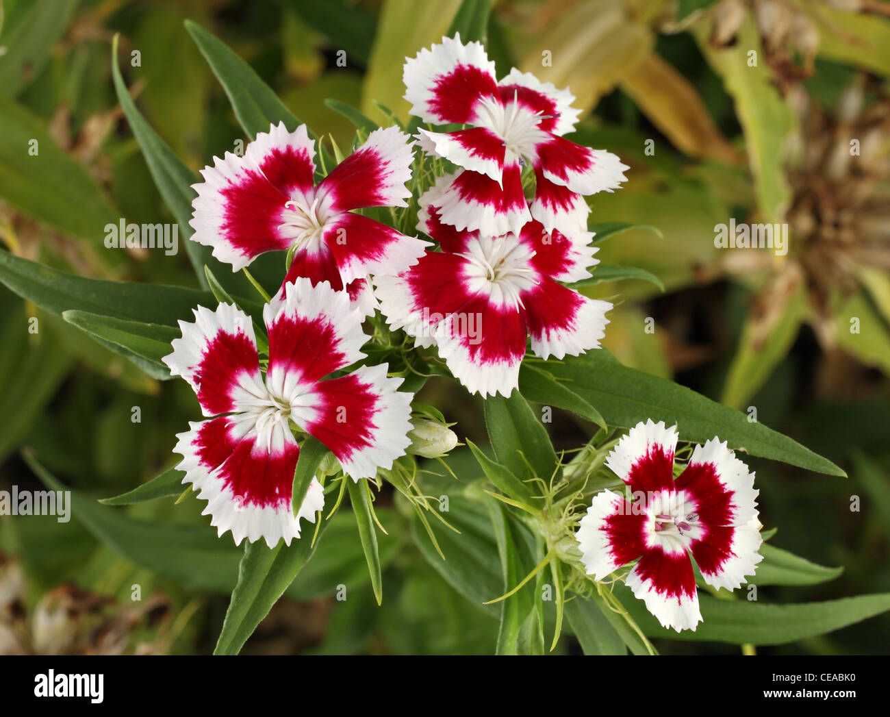 Red And White Flowers