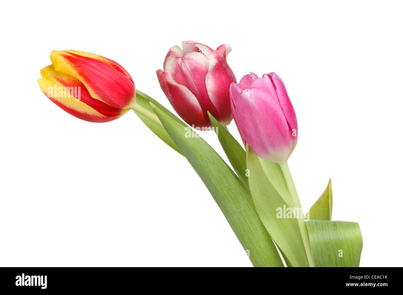 Three tulip flowers and leaves isolated against white Stock Photo - Alamy