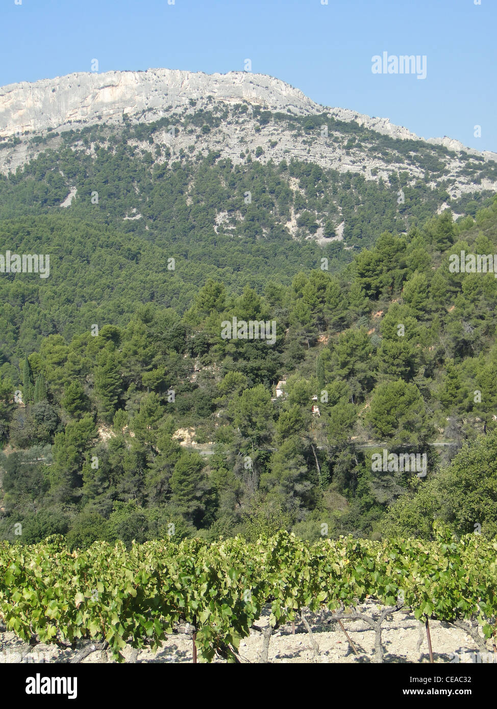 Grape vines with forest and hills of the Dentelles de Montmirail in ...