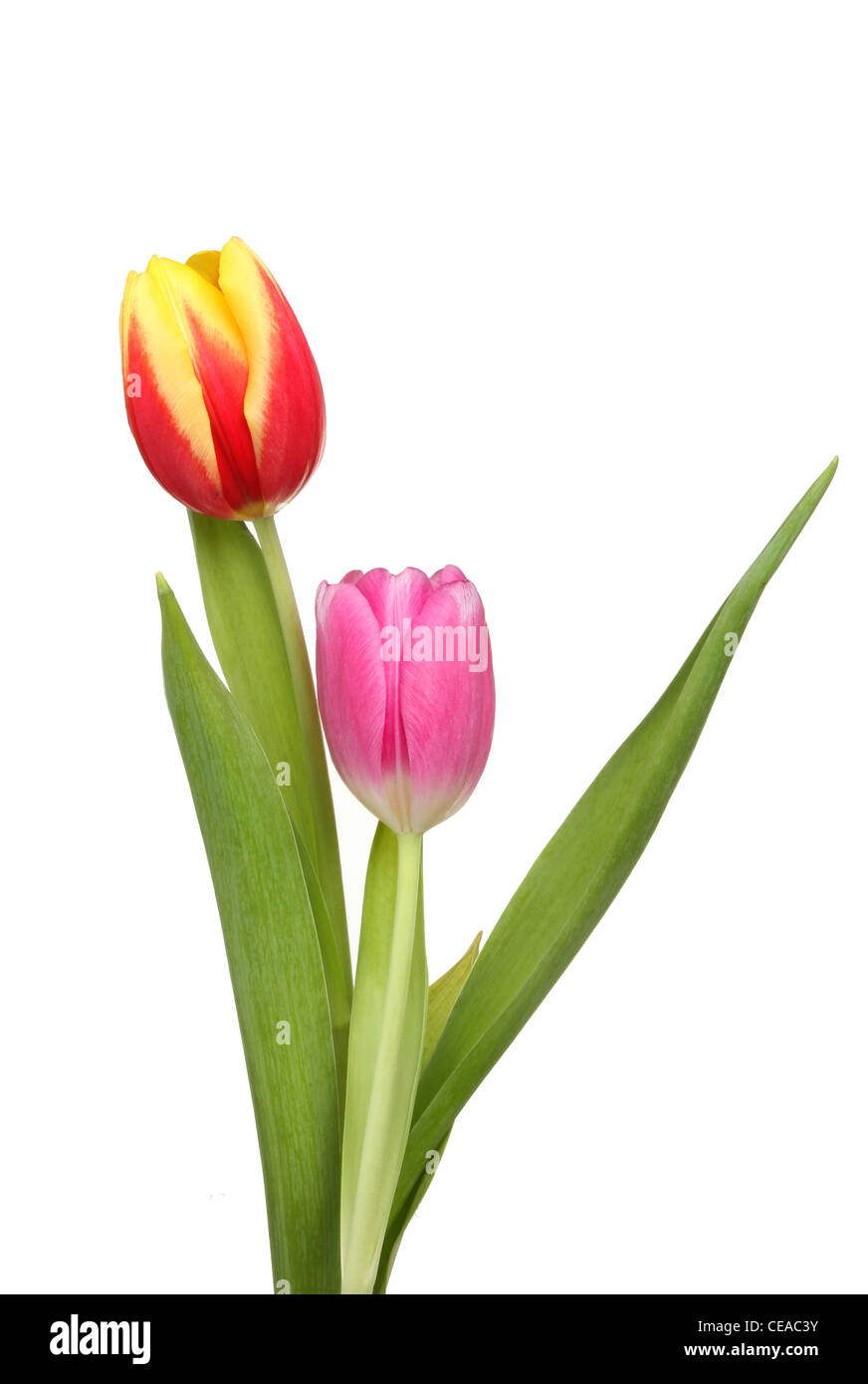 Two tulip flowers hi-res stock photography and images - Alamy