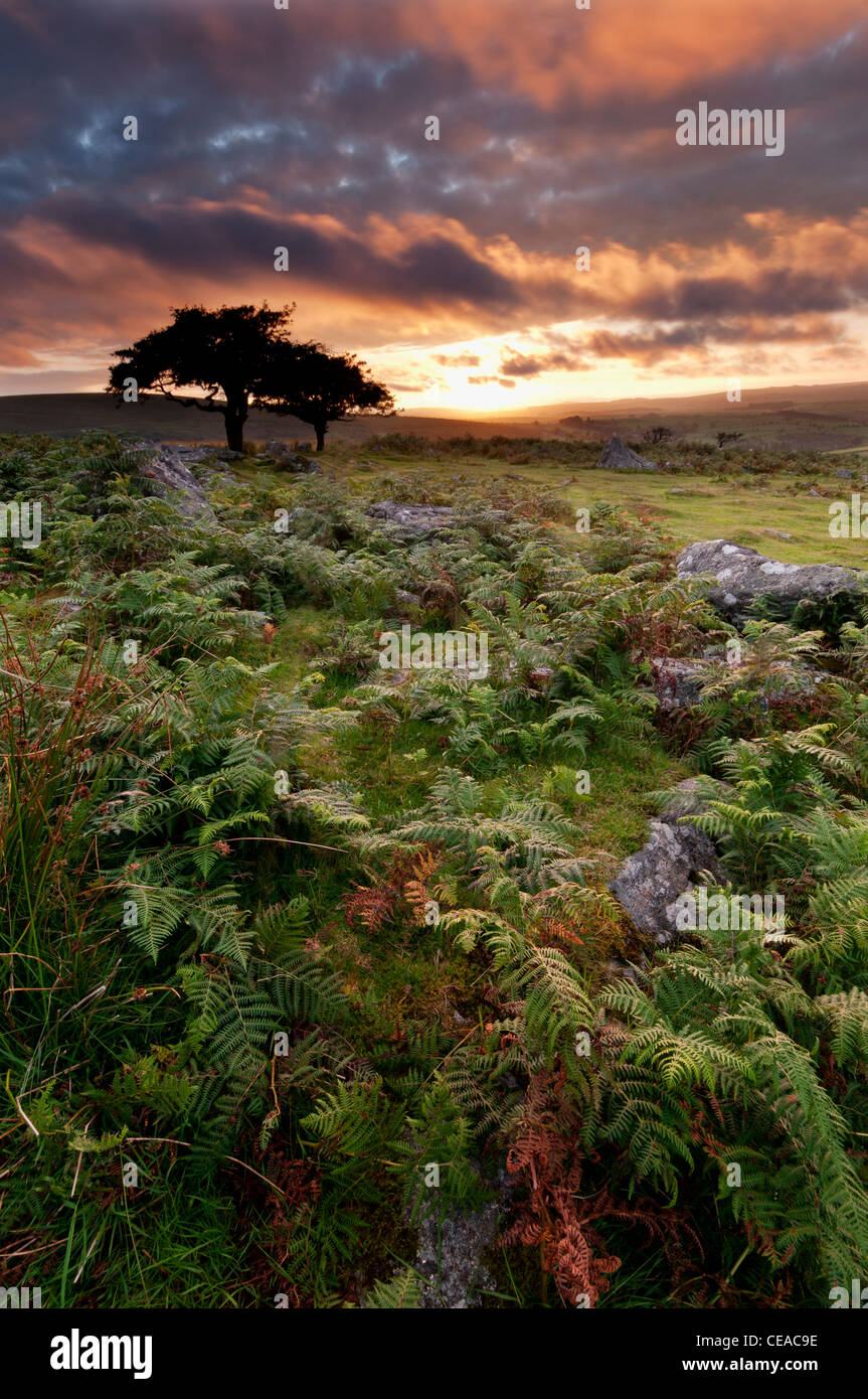 Evening sunlight and stormy clouds at Combestone Tor, Dartmoor, Devon ...