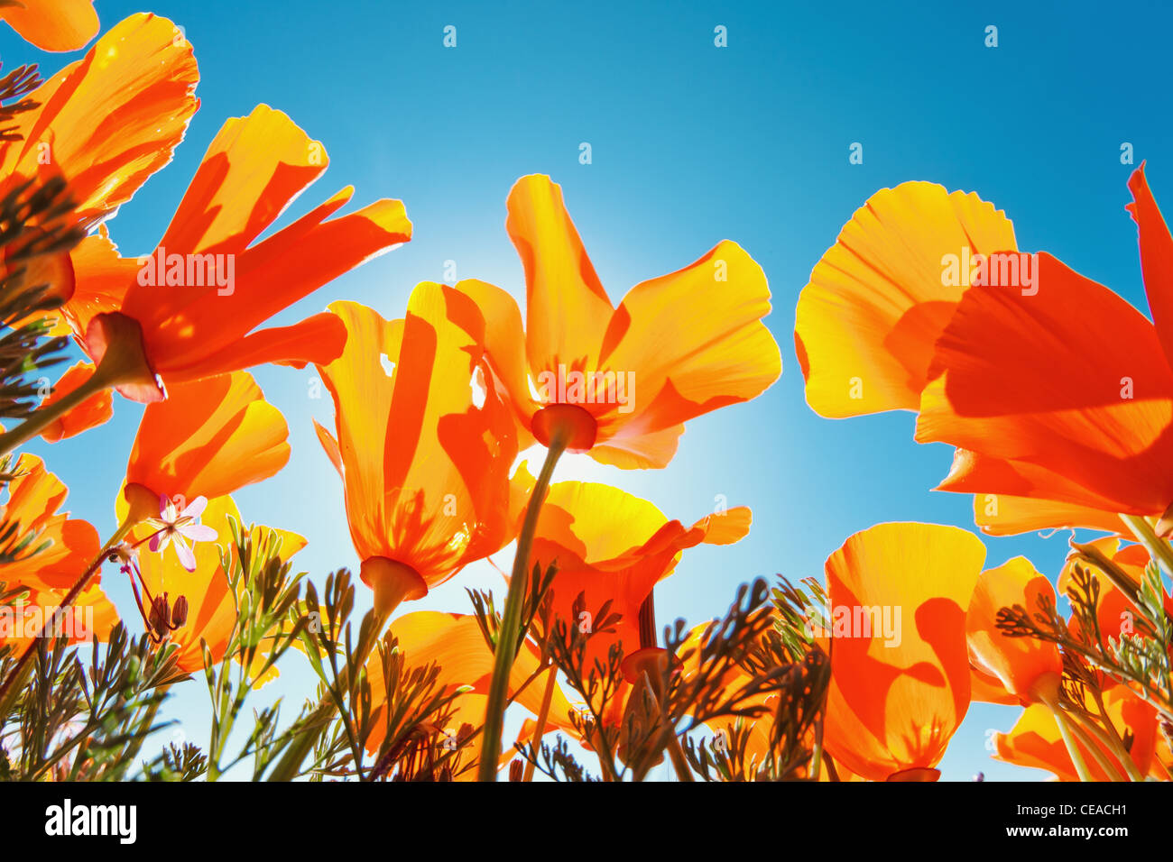 Spring Flowers, Macro View Looking up towards Sky Stock Photo - Alamy