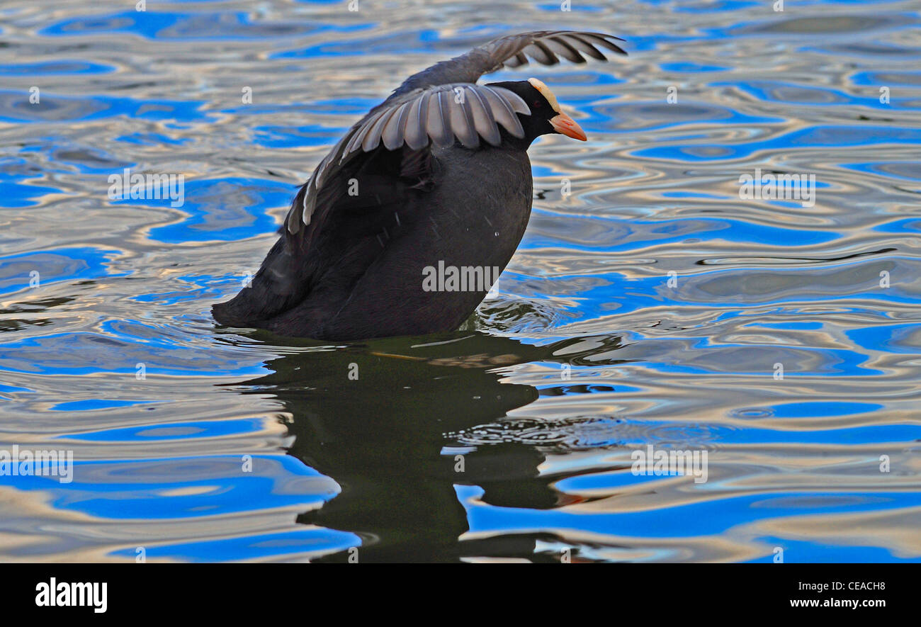 Adult Coot stretching its wings Stock Photo - Alamy
