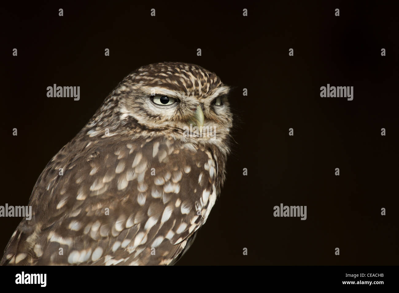 Little Owl Portrait Stock Photo - Alamy