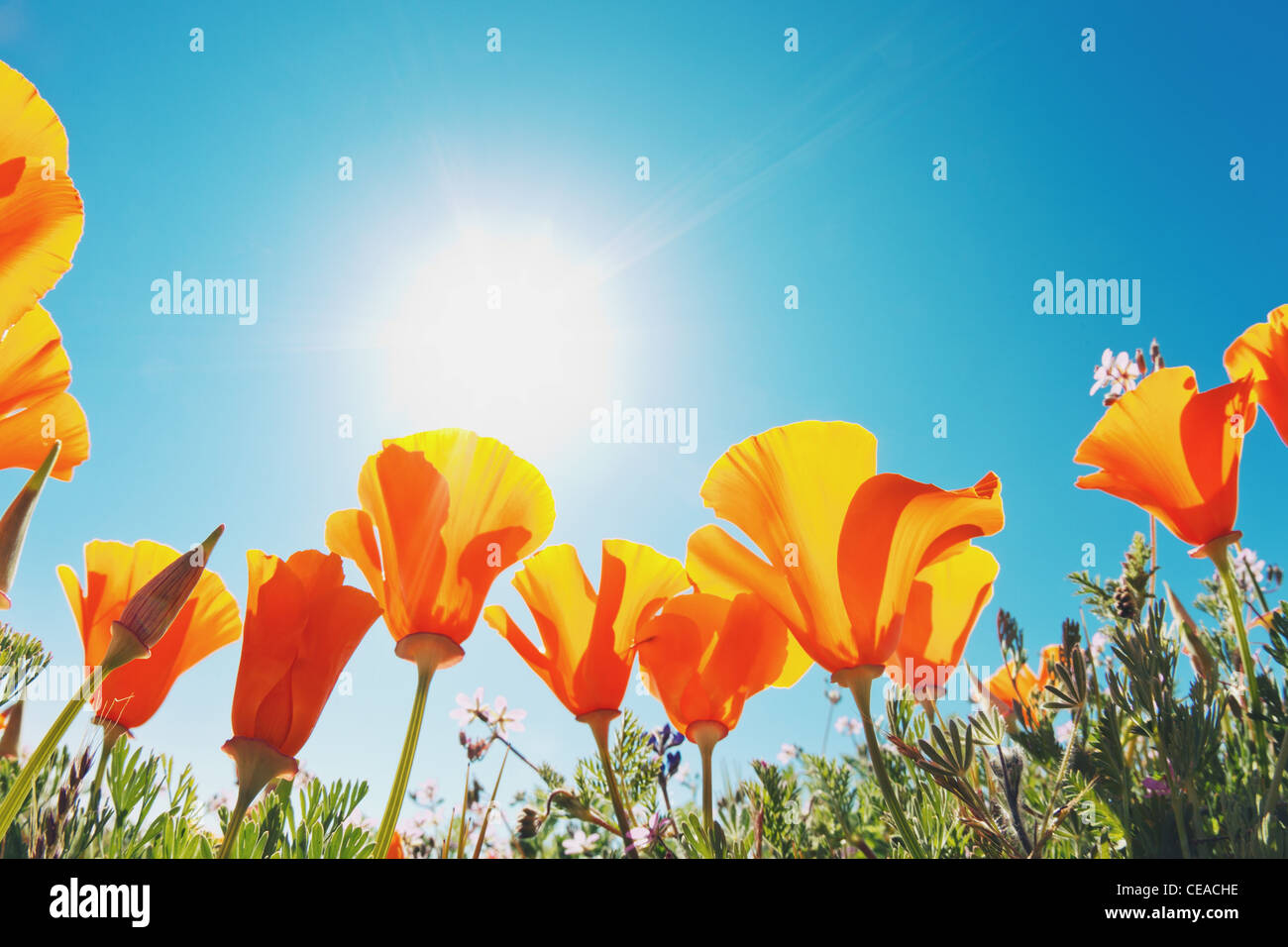 Spring Flowers, Macro View Looking up towards Sky Stock Photo - Alamy