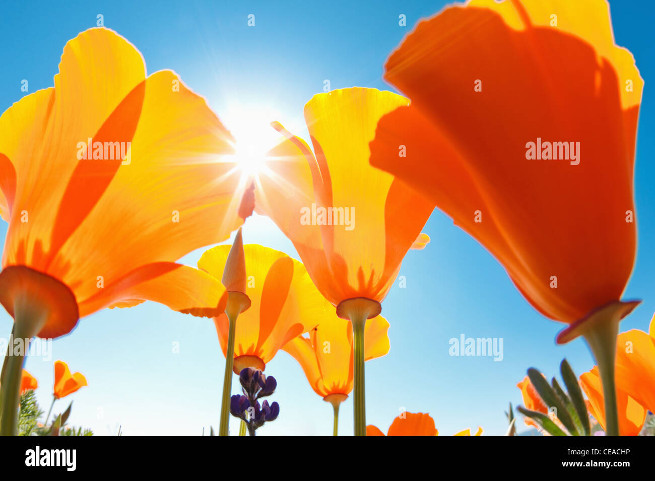 Spring Flowers, Macro View Looking up towards Sky Stock Photo - Alamy