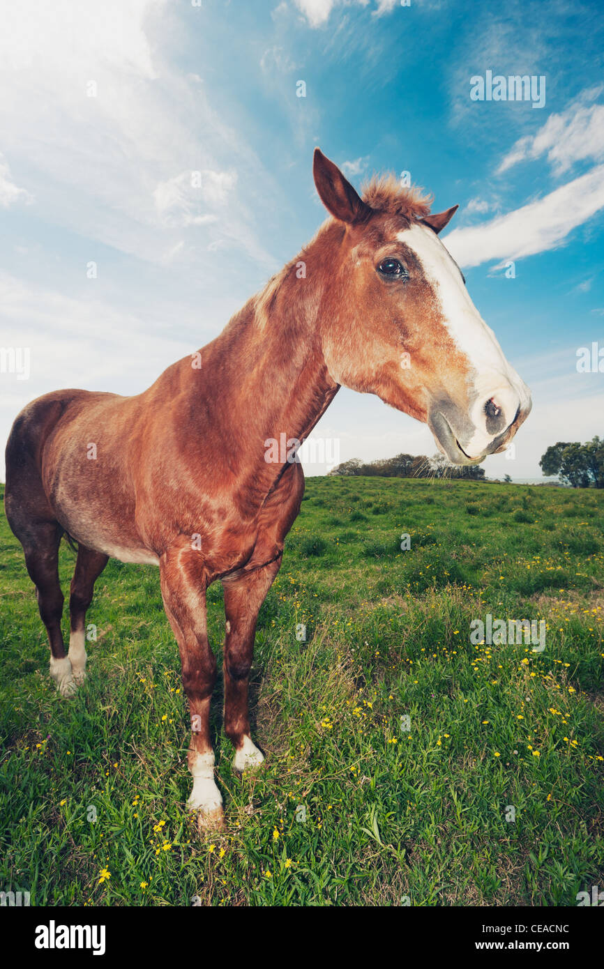 Horse in a Field closeup shot Stock Photo - Alamy