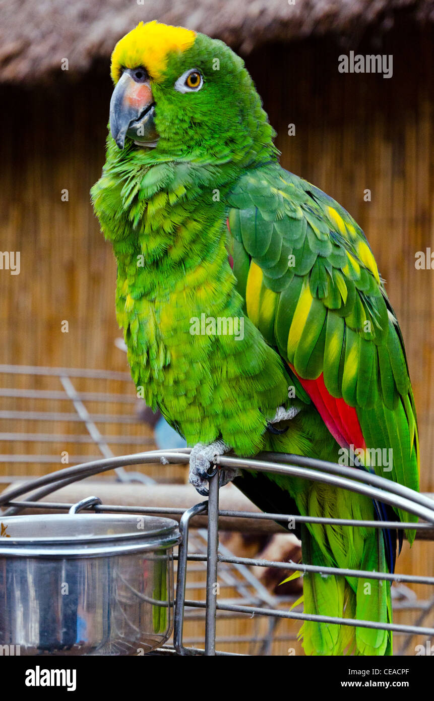 Green parrot at Tropical zoo Kew Syon Park Brentford Kew London England ...