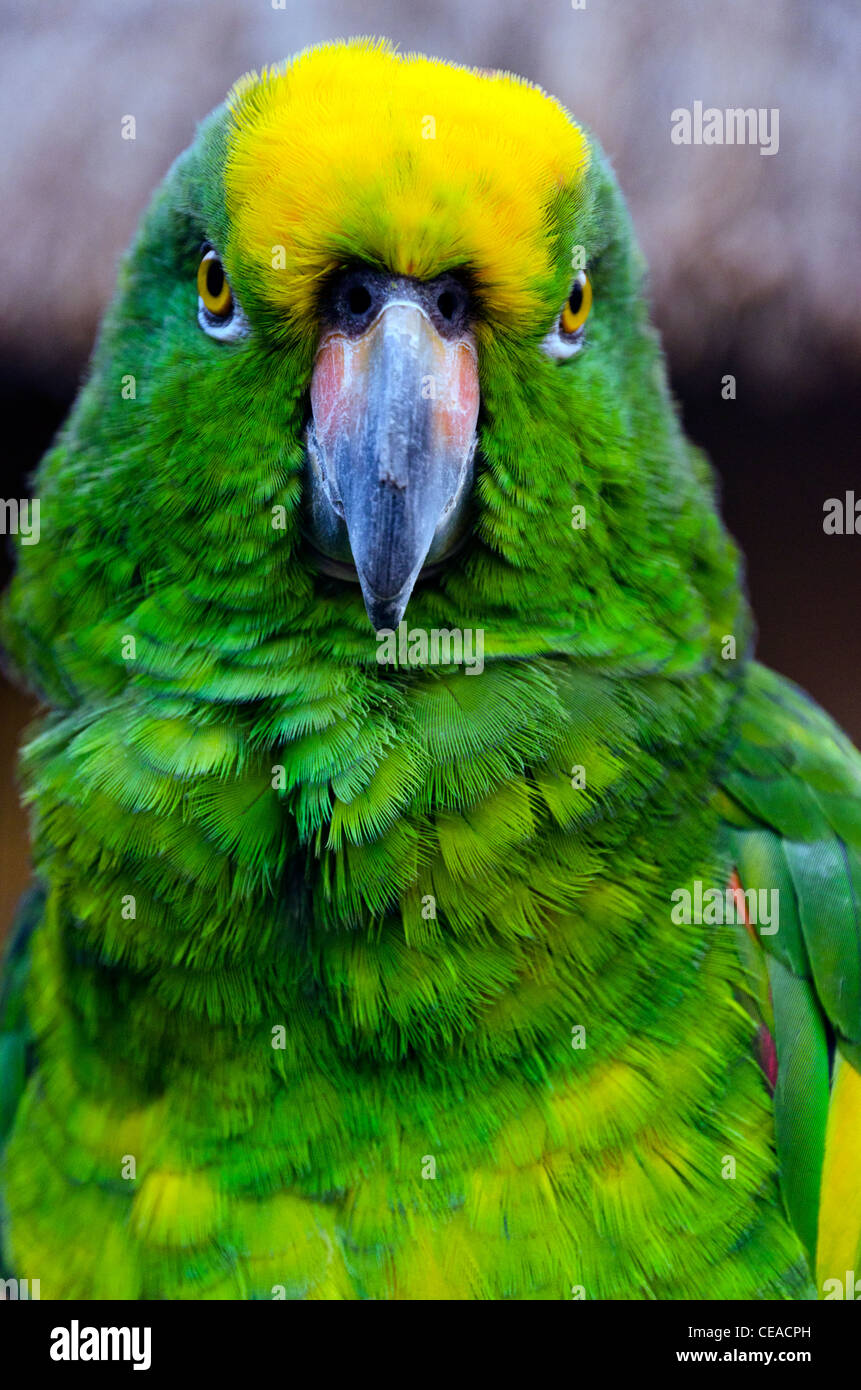 Green parrot at Tropical zoo Kew Syon Park Brentford Kew London England ...