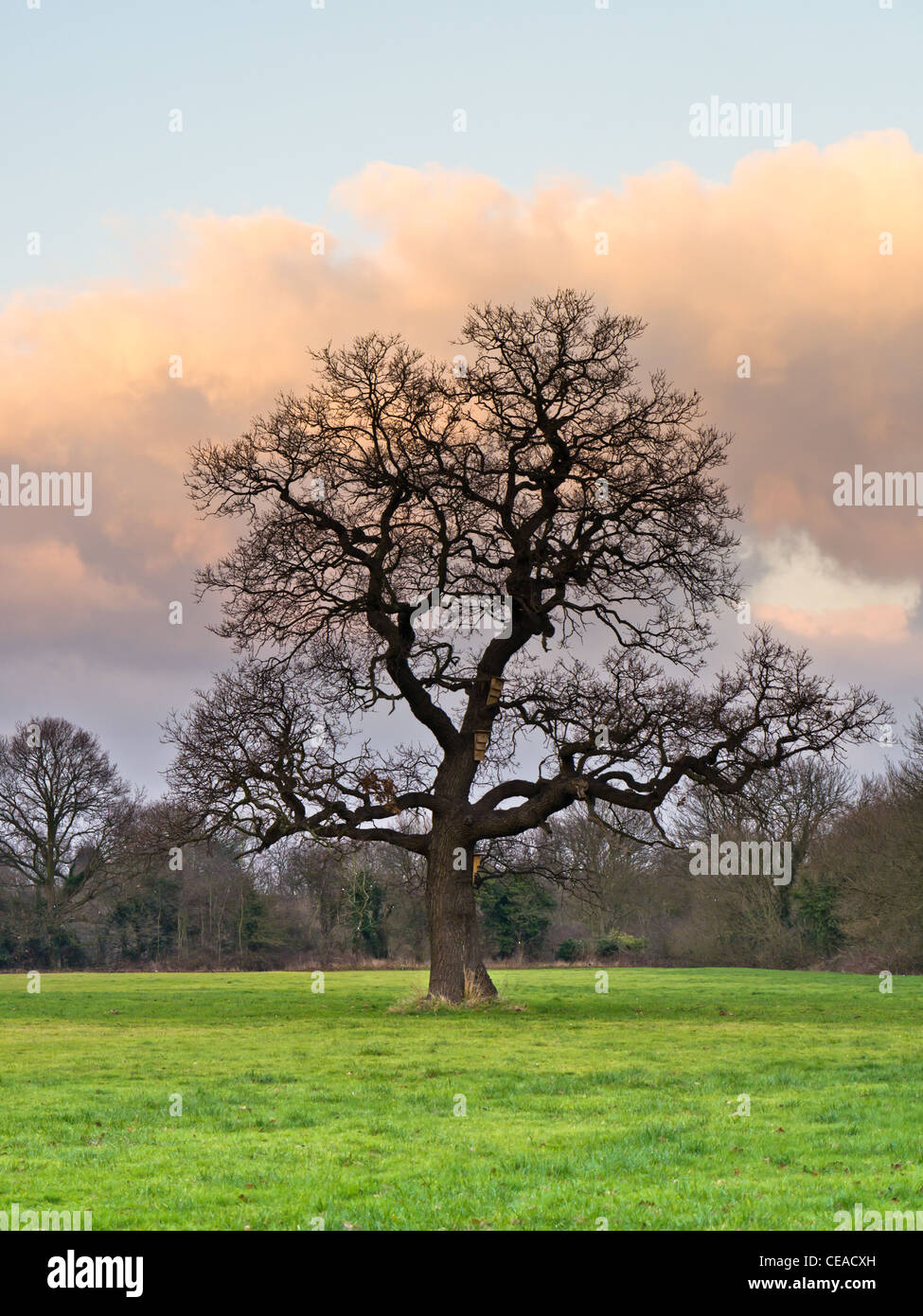 Mighty oak tree hi-res stock photography and images - Alamy